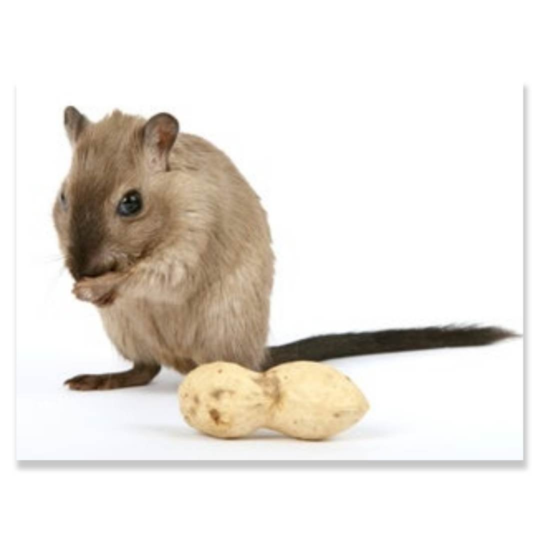 Mouse and Nut by Robert Owen-Wahl 12"x16" Square Drill | Diamond ...